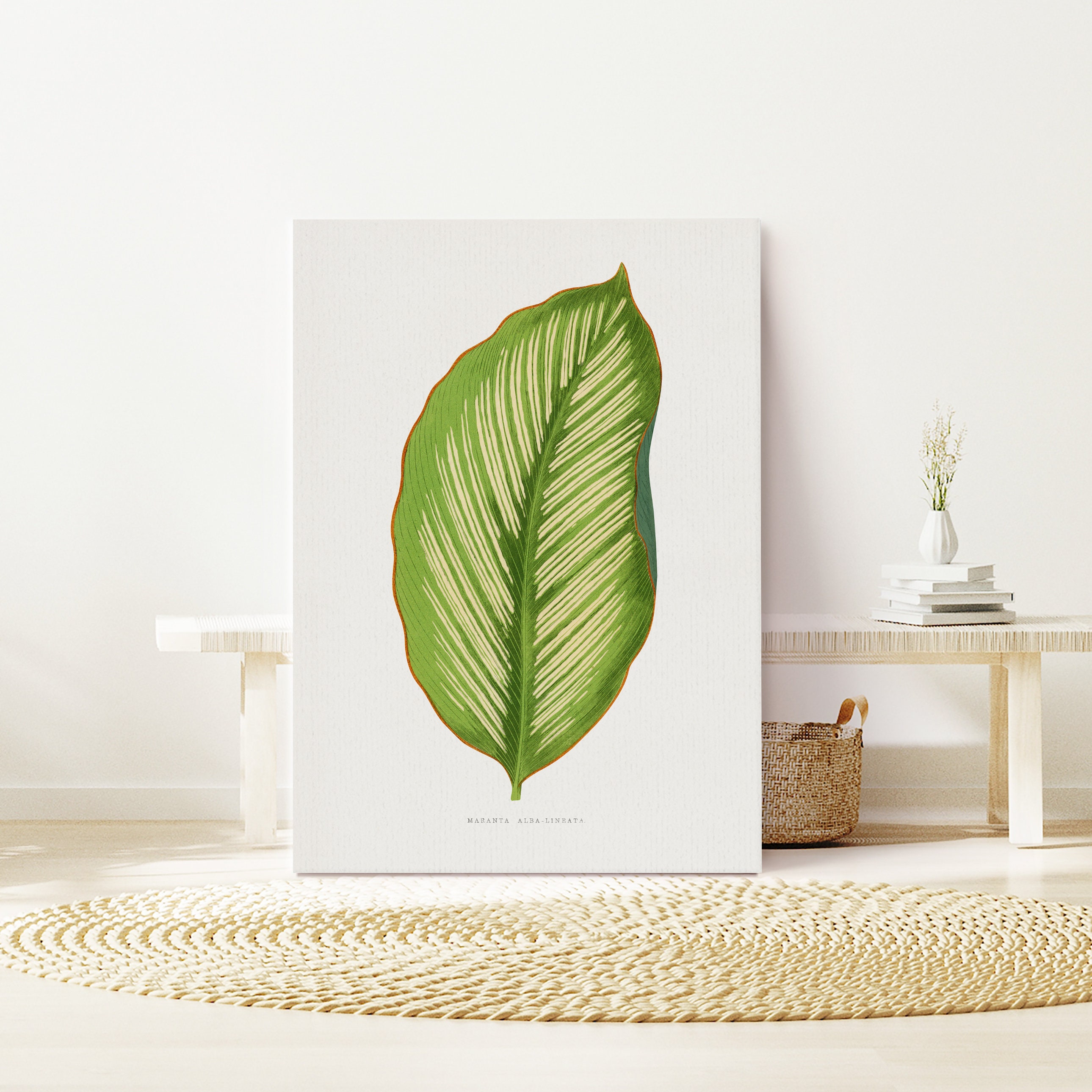Maranta Alba Lineata Leaf Les Plantes a Feuillage Colore Botanical Art ...