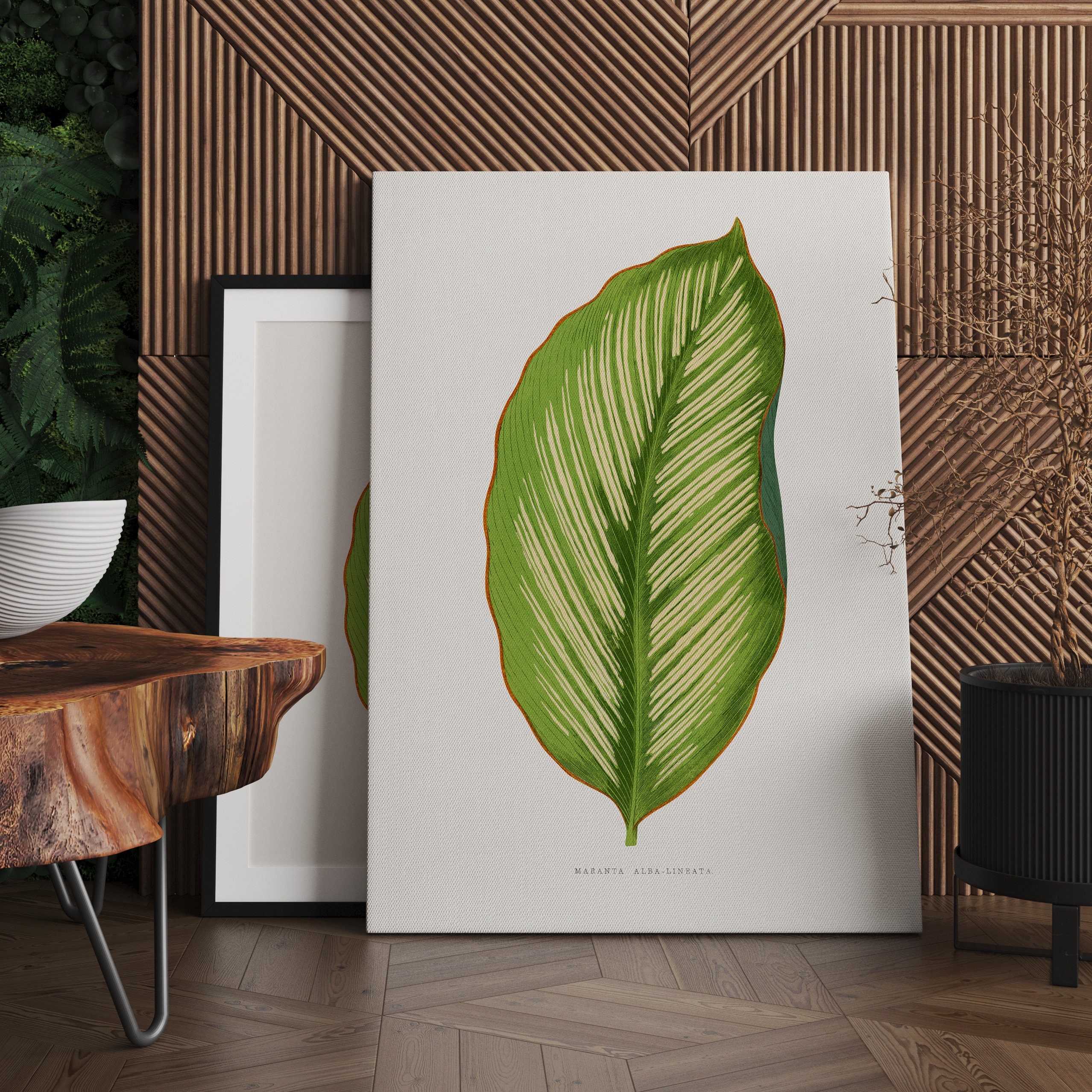 Maranta Alba Lineata Leaf Les Plantes a Feuillage Colore Botanical Art ...