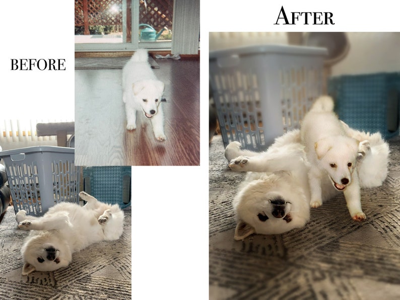 Personalized Photo Gifts, Pet Portrait Photo Edit, Photography Edit ...