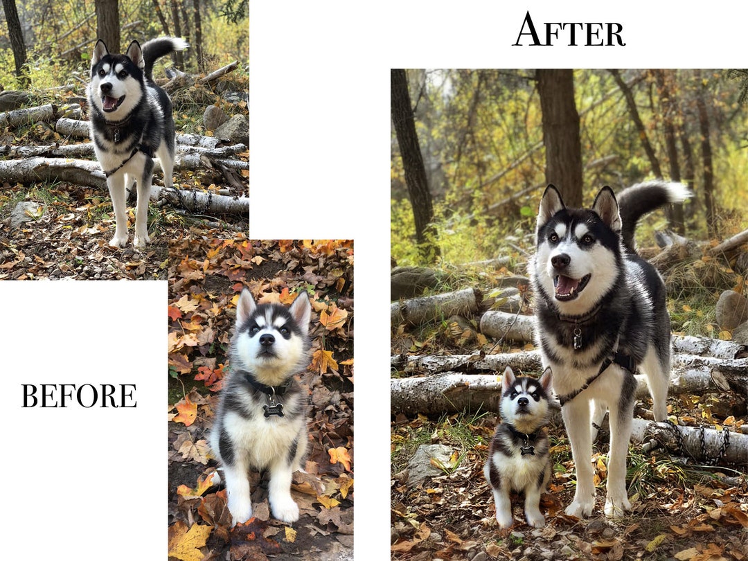 Pet Photo Edit, Custom Dog Picture Edit, Puppy to Adult Dog, Young and ...