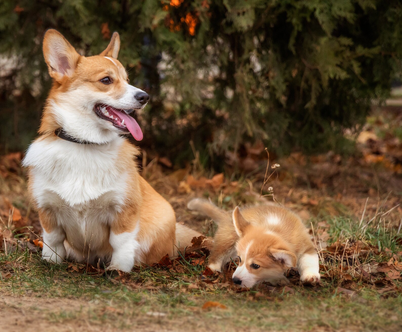 Personalized Photo Gifts, Pet Portrait Photo Edit, Photography Edit ...