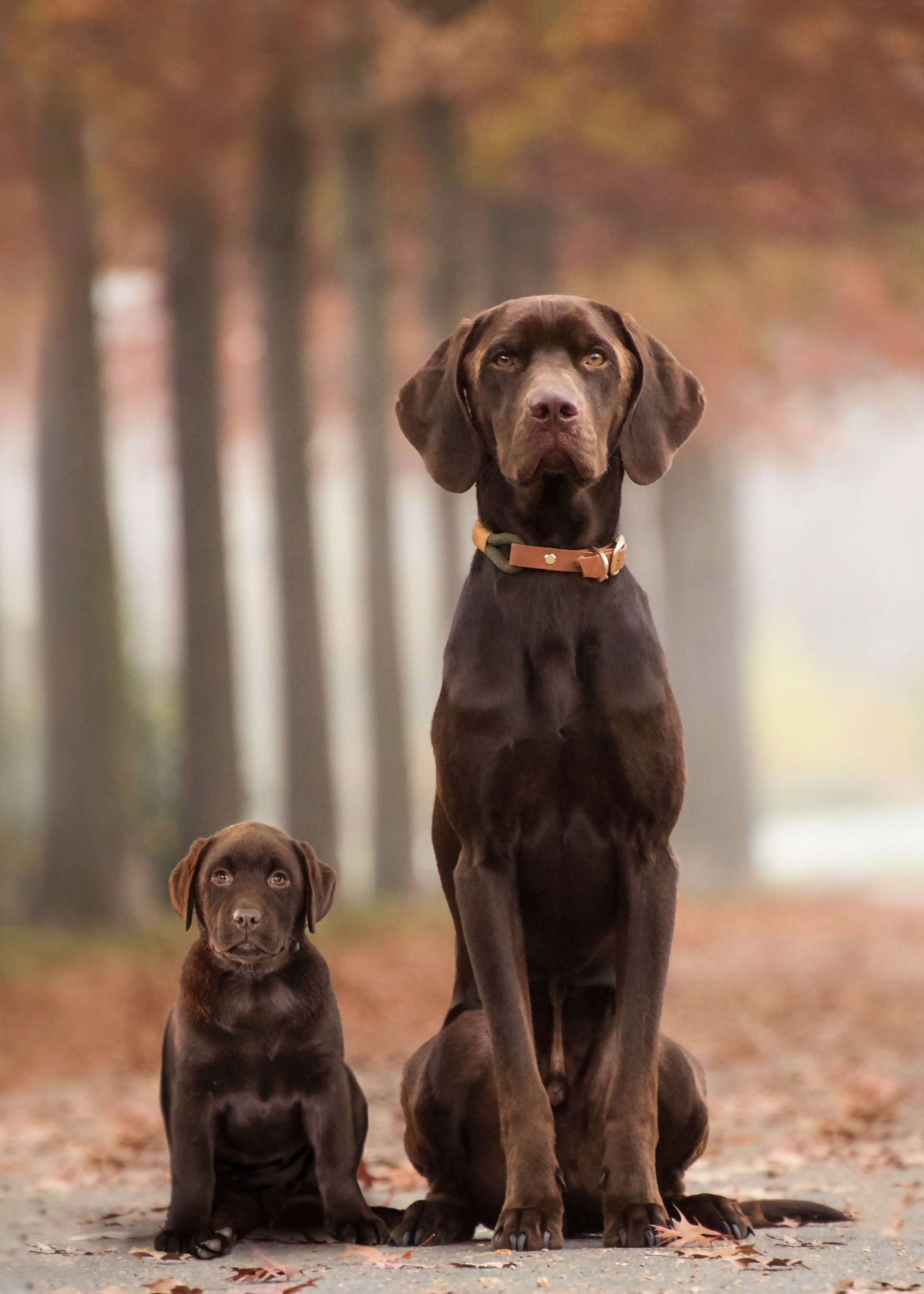 Personalized Photo Gifts, Pet Portrait Photo Edit, Photography Edit ...