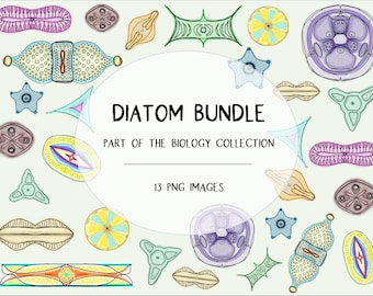 Tardigrade Bundle Biology Clip Art Collection Backgrounds & Clip Art - Etsy