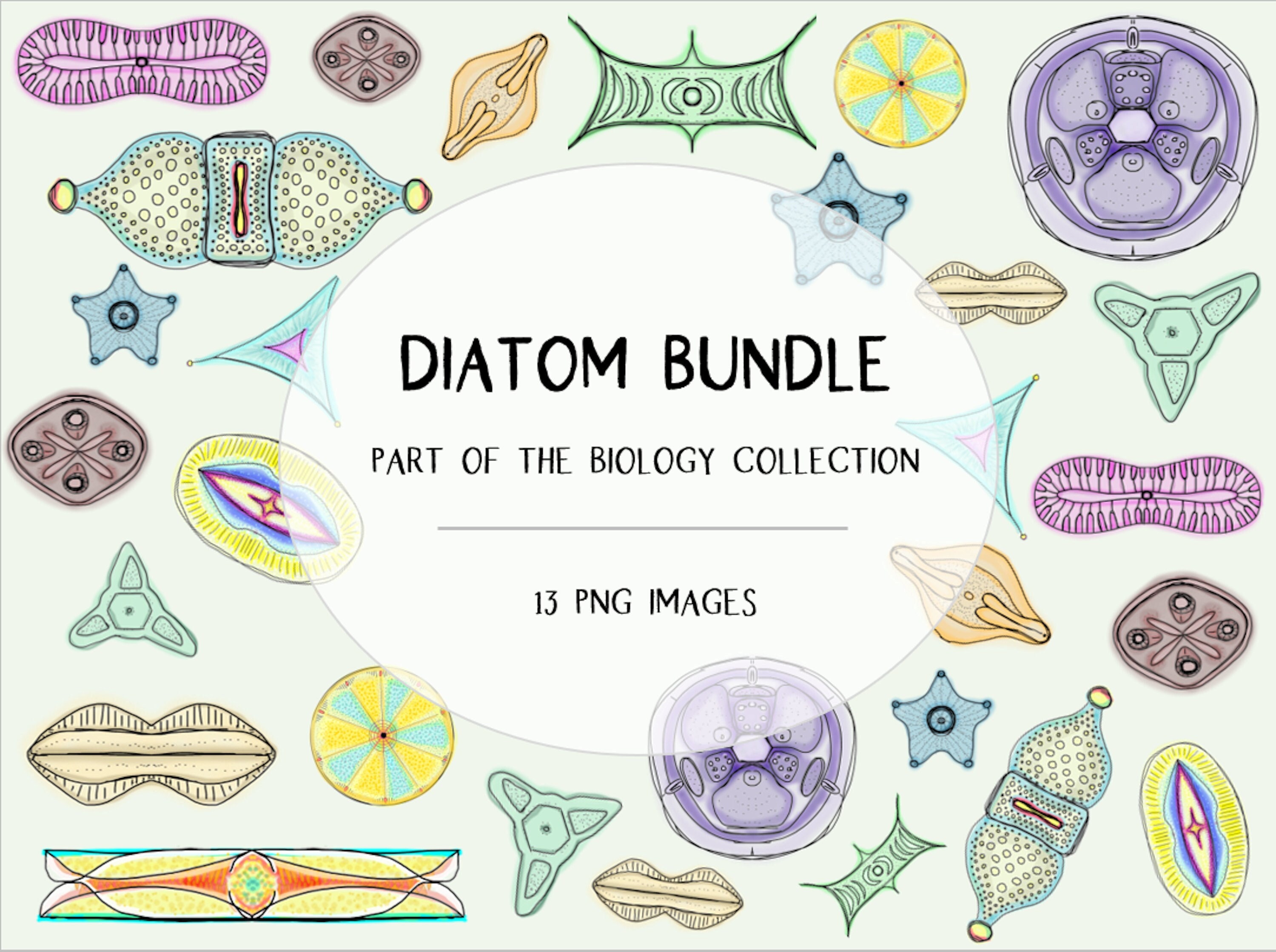 Diatom Clip Art Bundle - Biology Clip Art Collection - Etsy