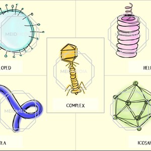 Virus Clip Art Bundle Biology Clip Art Collection - Etsy