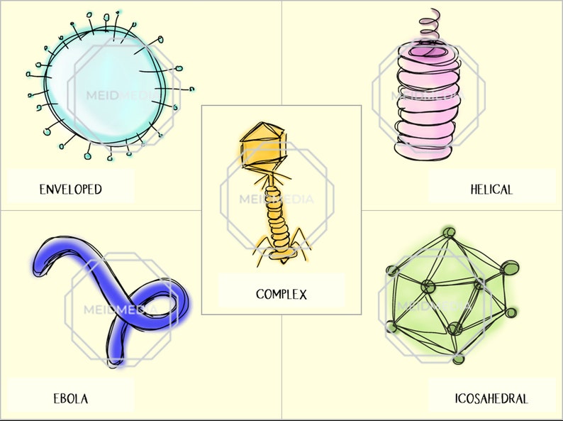 Virus Clip Art Bundle Biology Clip Art Collection - Etsy