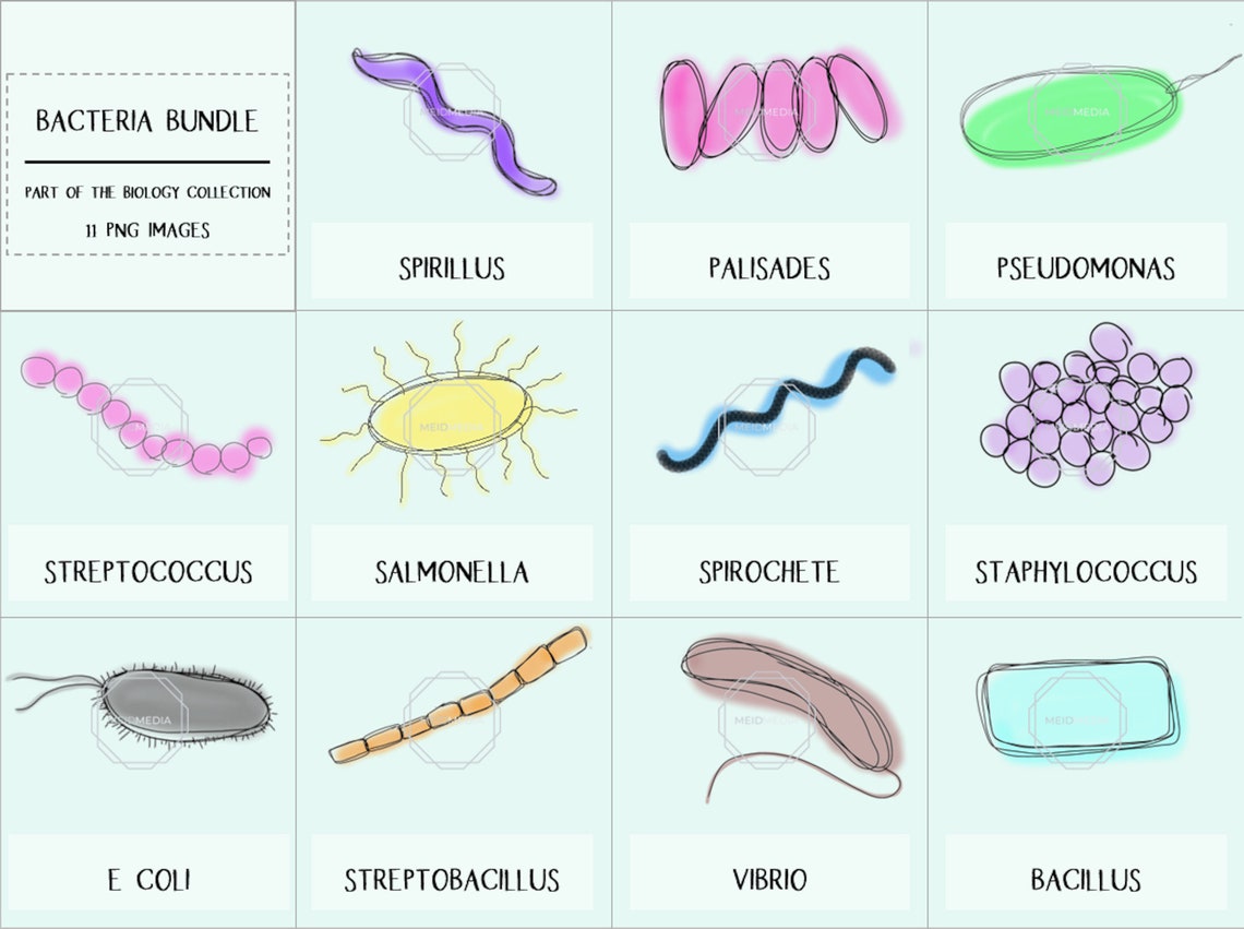 Bacteria Clip Art Bundle Biology Clip Art Collection - Etsy