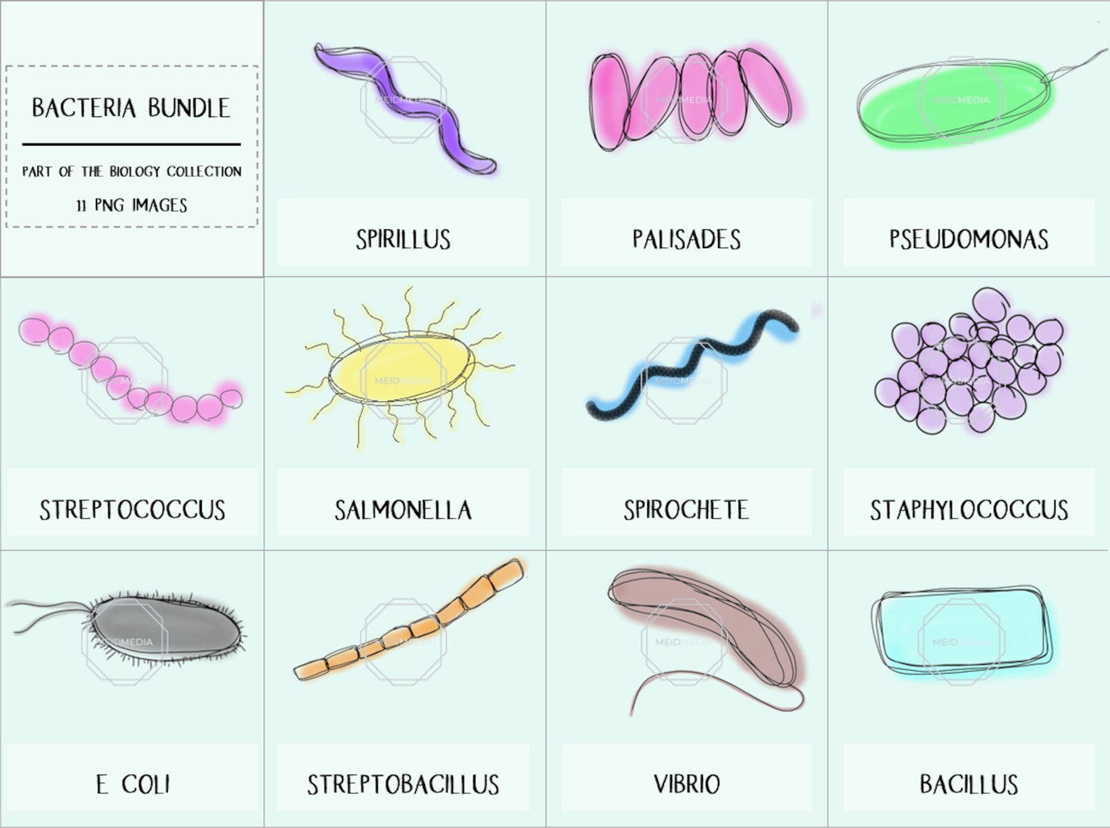 Bacteria Clip Art Bundle - Biology Clip Art Collection - Etsy