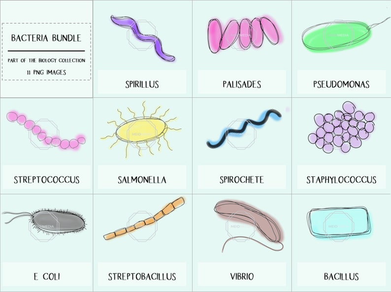 Bacteria Clip Art Bundle - Biology Clip Art Collection - Etsy