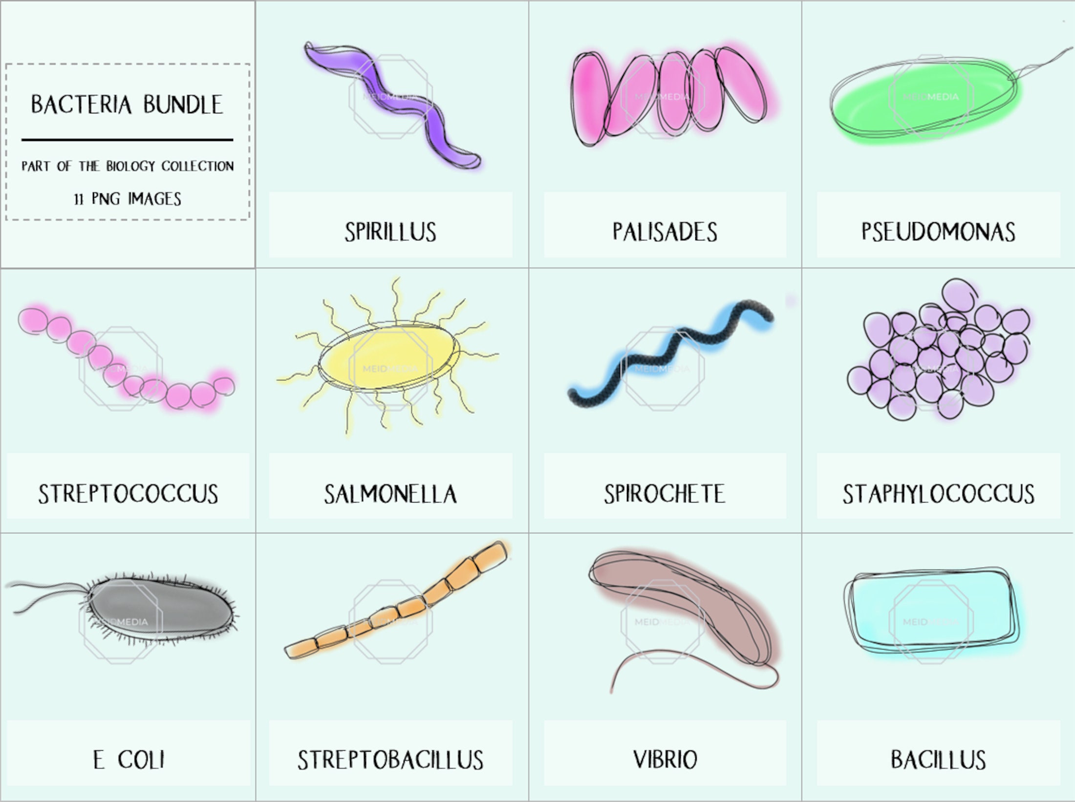 Bacteria Clip Art Bundle - Biology Clip Art Collection - Etsy