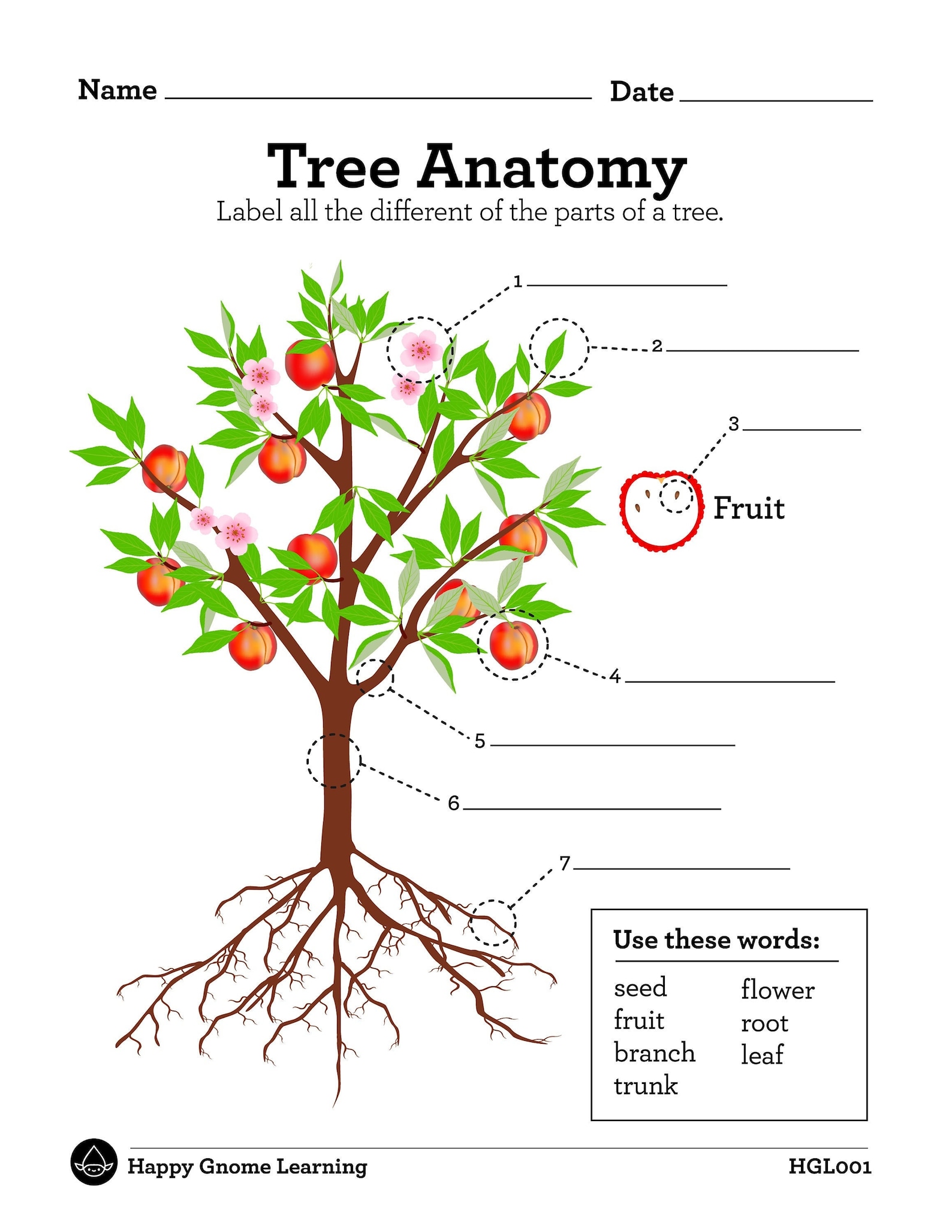 Tree Anatomy Worksheet - Etsy