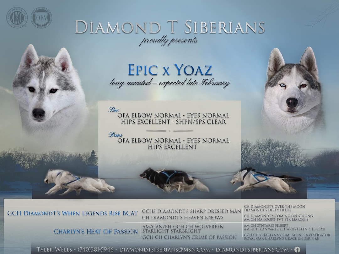 Custom Dog Litter Announcement: Breeder Advertising Graphics - Etsy
