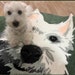 Tuftwonderrug Custom Pet Rugs Pet Portrait Rug Handmade Custom - Etsy