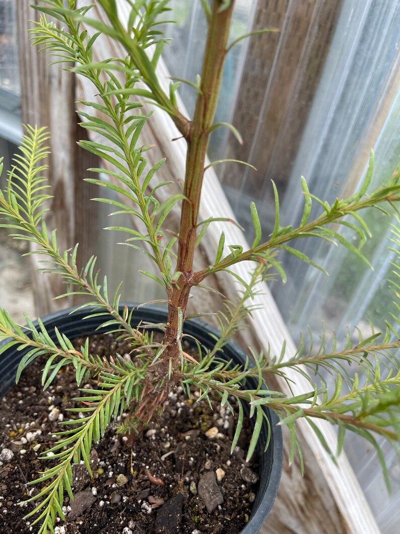 Coast Redwood Tree Gallon Sequoia Sempervirens - Etsy