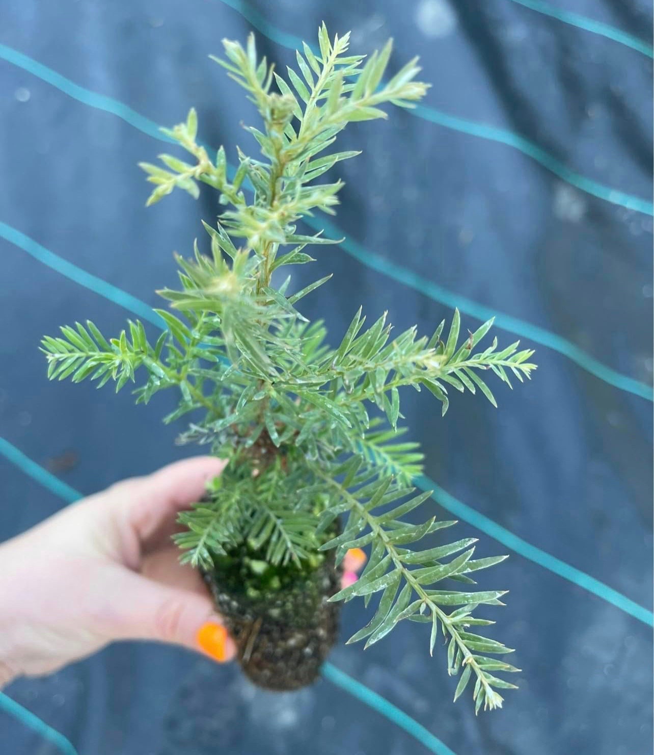 5-pack Coast Redwood Tree Seedling - Sequoia Sempervirens - Small - Etsy