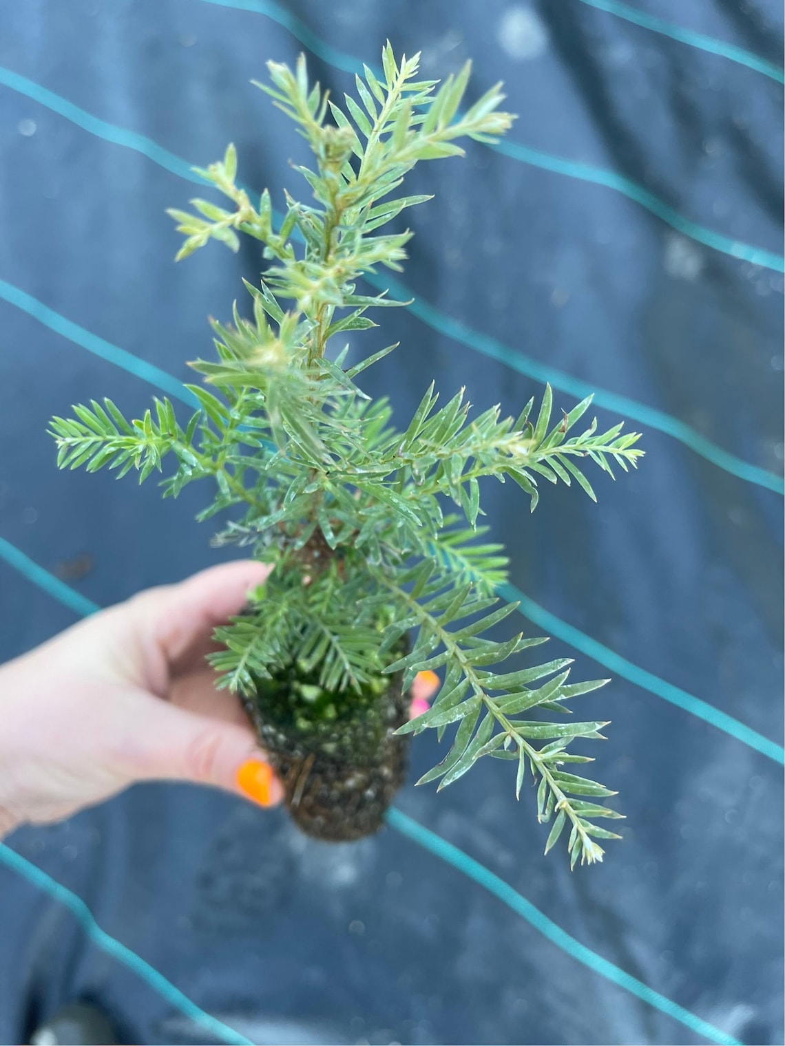 Coast Redwood Tree Seedling - Sequoia Sempervirens - SMALL - Etsy