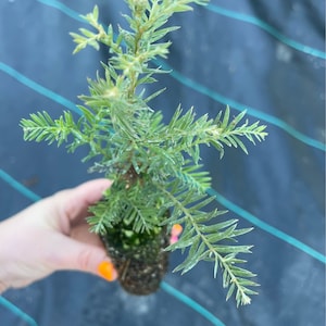 Coast Redwood Tree Seedling - Sequoia Sempervirens - SMALL - Etsy