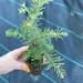 Coast Redwood Tree Seedling - Sequoia Sempervirens - SMALL - Etsy