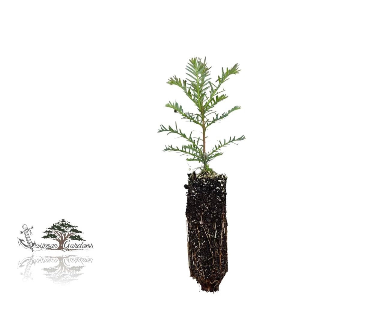 5-pack Coast Redwood Tree Seedling Sequoia Sempervirens Small - Etsy