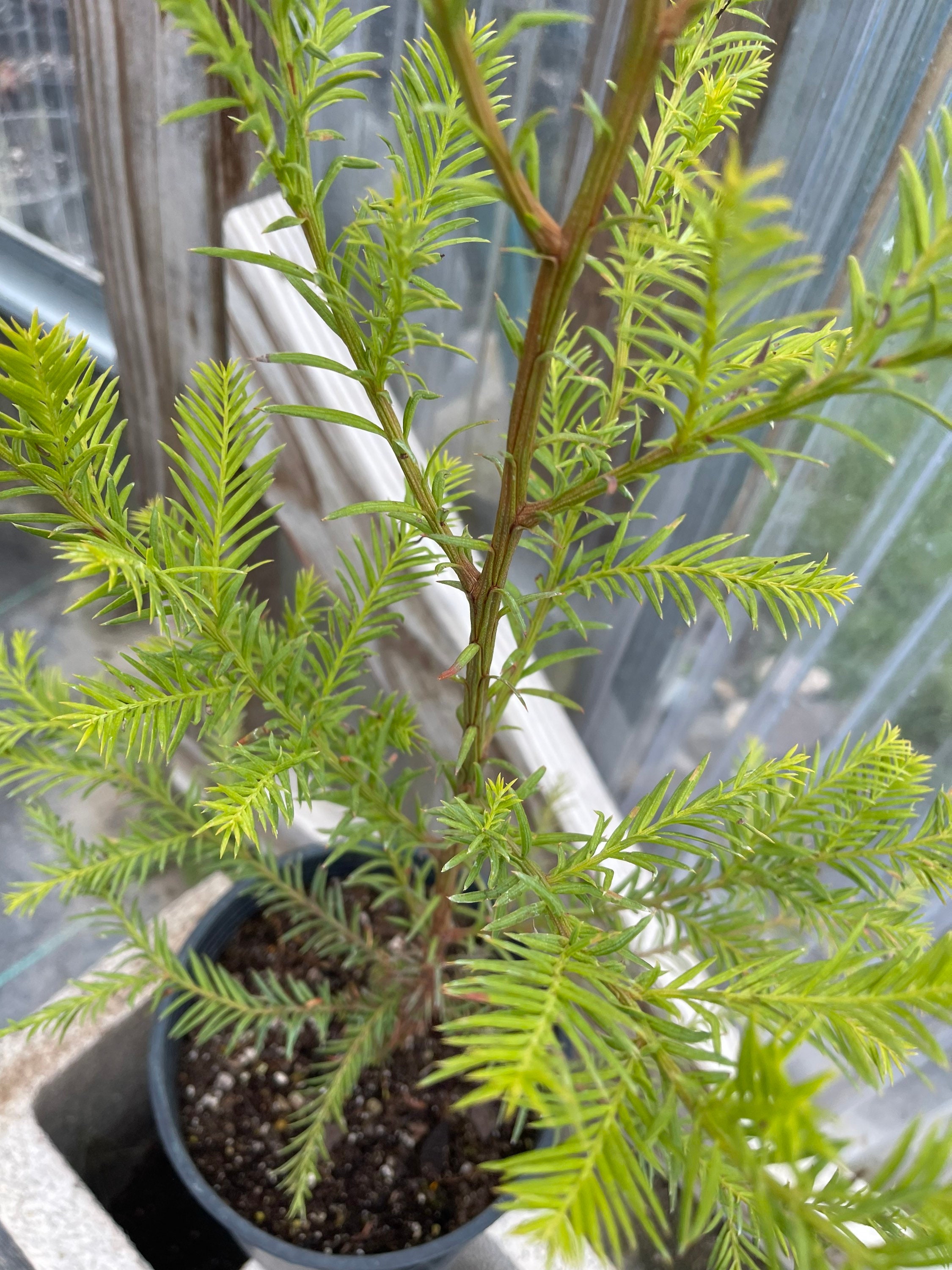 Coast Redwood Tree - Gallon - Sequoia Sempervirens - - Etsy