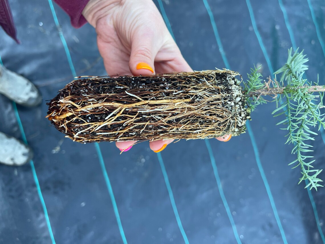Coast Redwood Tree Seedling - Sequoia Sempervirens - LARGE/XL - - Etsy