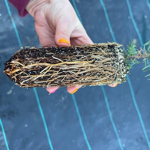 Coast Redwood Tree Seedling - Sequoia Sempervirens - LARGE/XL - - Etsy