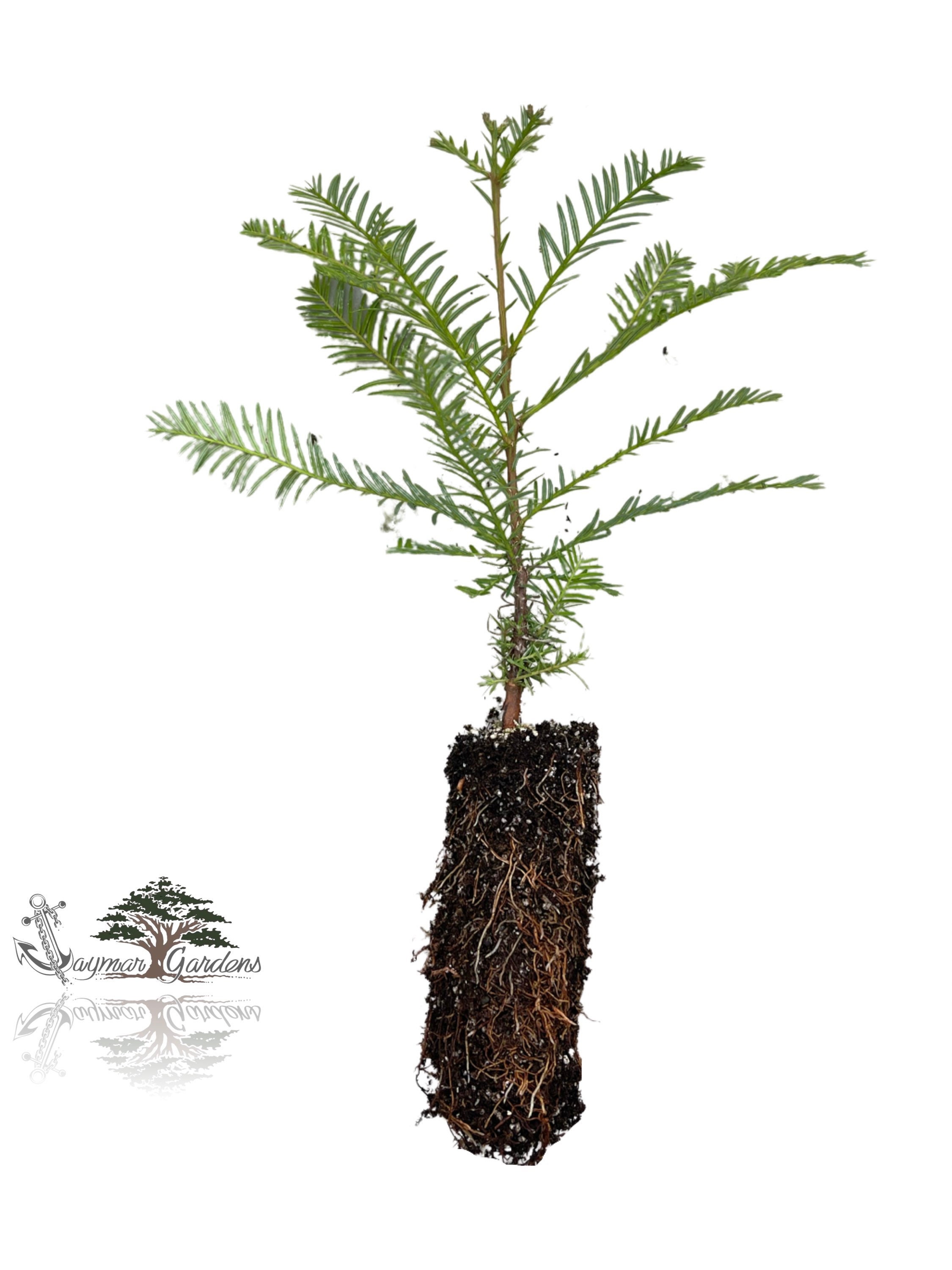 10-pack-coast Redwood Tree Seedling sequoia MEDIUM - Etsy