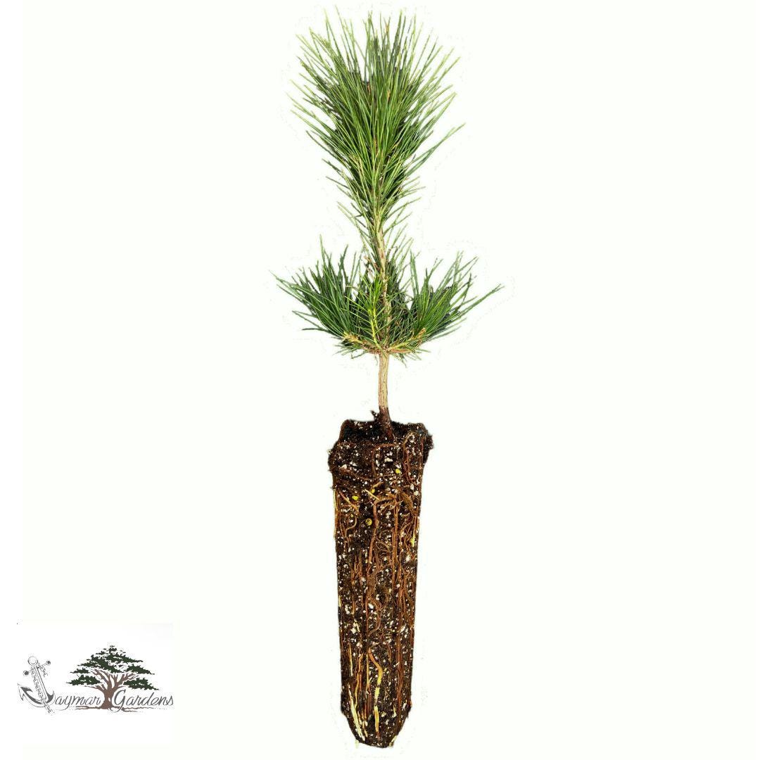 Sugar Pine Tree Seedling - Pinus Lambertiana - Large - Etsy