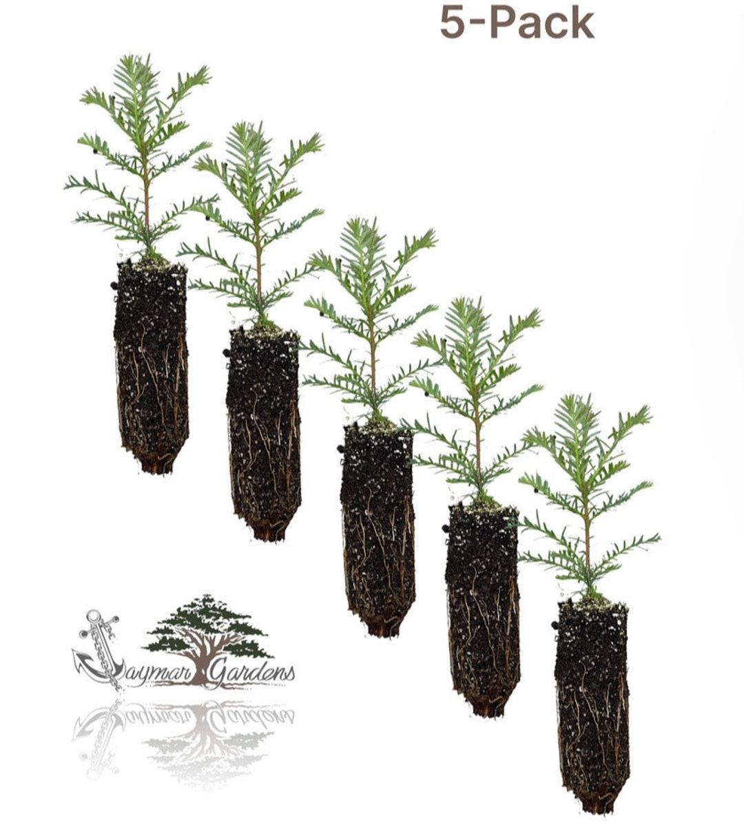 5-pack Coast Redwood Tree Seedling - Sequoia Sempervirens - Small - Etsy