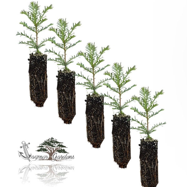 Tree Seedling - Etsy