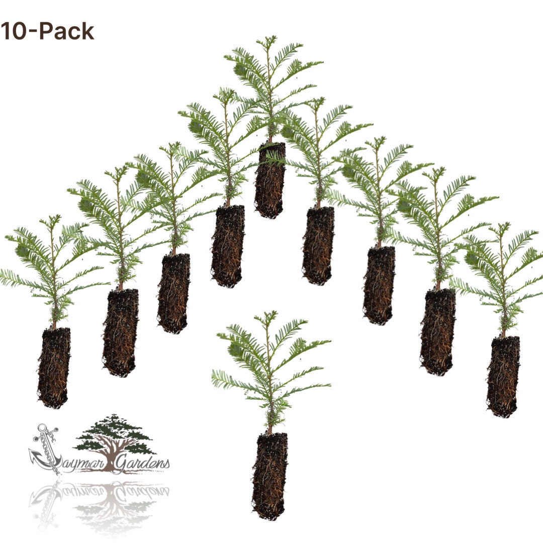 10-pack Coast Redwood Tree Seedling -sequoia MEDIUM - Etsy