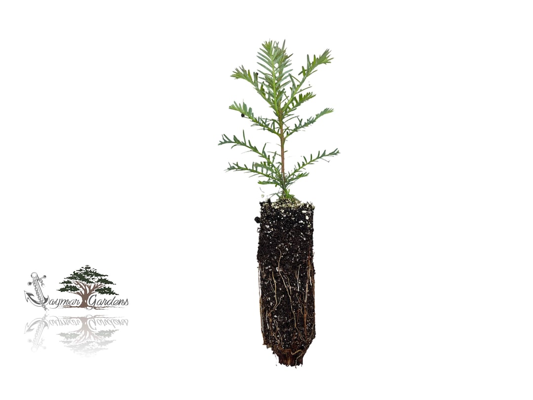 Coast Redwood Tree Seedling - Sequoia Sempervirens - SMALL - Etsy