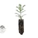 Coast Redwood Tree Seedling Sequoia Sempervirens SMALL - Etsy