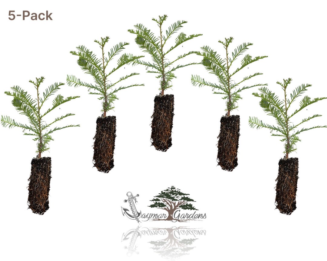 5-pack Coast Redwood Tree Seedling - Sequoia Sempervirens - MEDIUM - Etsy