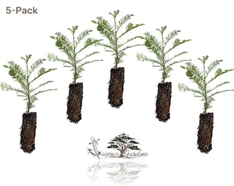 Coast Redwood Tree Seedling Sequoia Sempervirens MEDIUM - Etsy