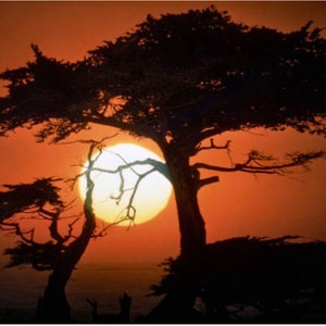 MONTEREY CYPRESS Seedling - Hesperocyparis Macrocarpa , Cupressus ...