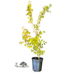 Green Leaf Japanese Maple Tree | 1 Gallon Pot | Acer Palmatum | Grown ...