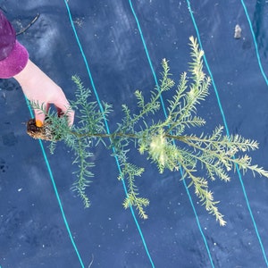 Coast Redwood Tree Seedling - Sequoia Sempervirens - LARGE/XL - - Etsy