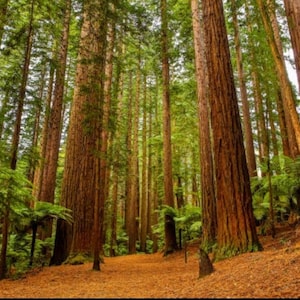 Coast Redwood Tree Seedling - Sequoia Sempervirens - SMALL - Etsy