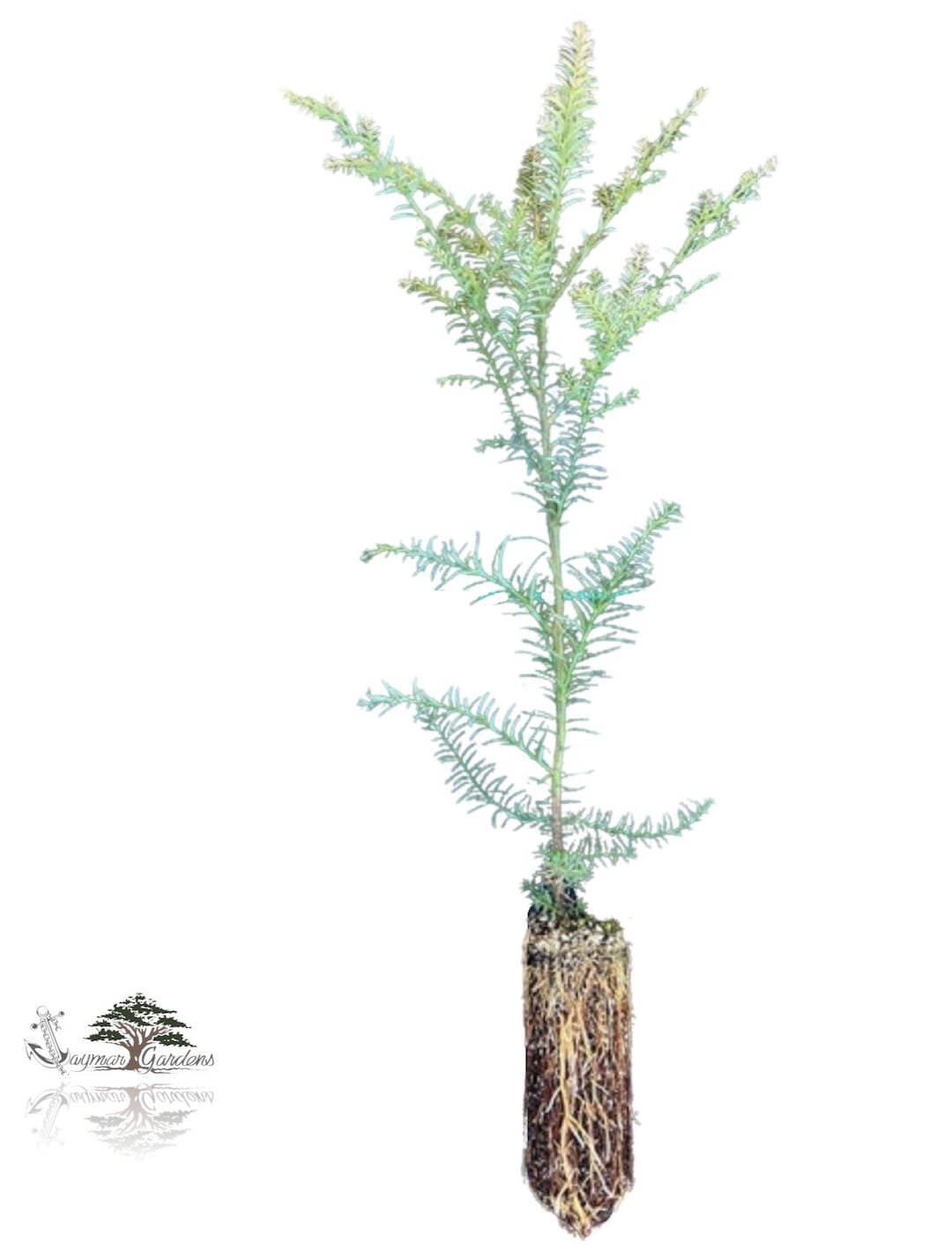 Coast Redwood Tree Seedling - Sequoia Sempervirens - LARGE/XL - - Etsy