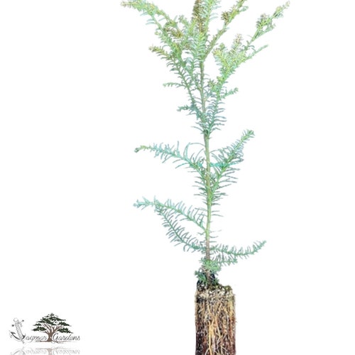 Coast Redwood Tree Seedling Sequoia Sempervirens SMALL - Etsy