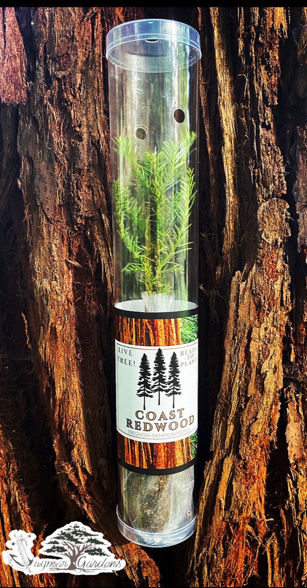 Coast Redwood Tree Seedling - Sequoia Sempervirens in Gift Tube. - Etsy