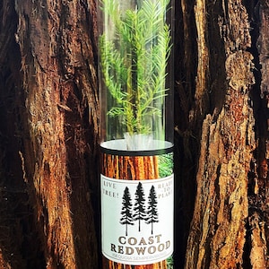 Coast Redwood Tree Seedling - Sequoia Sempervirens in Gift Tube. - Etsy