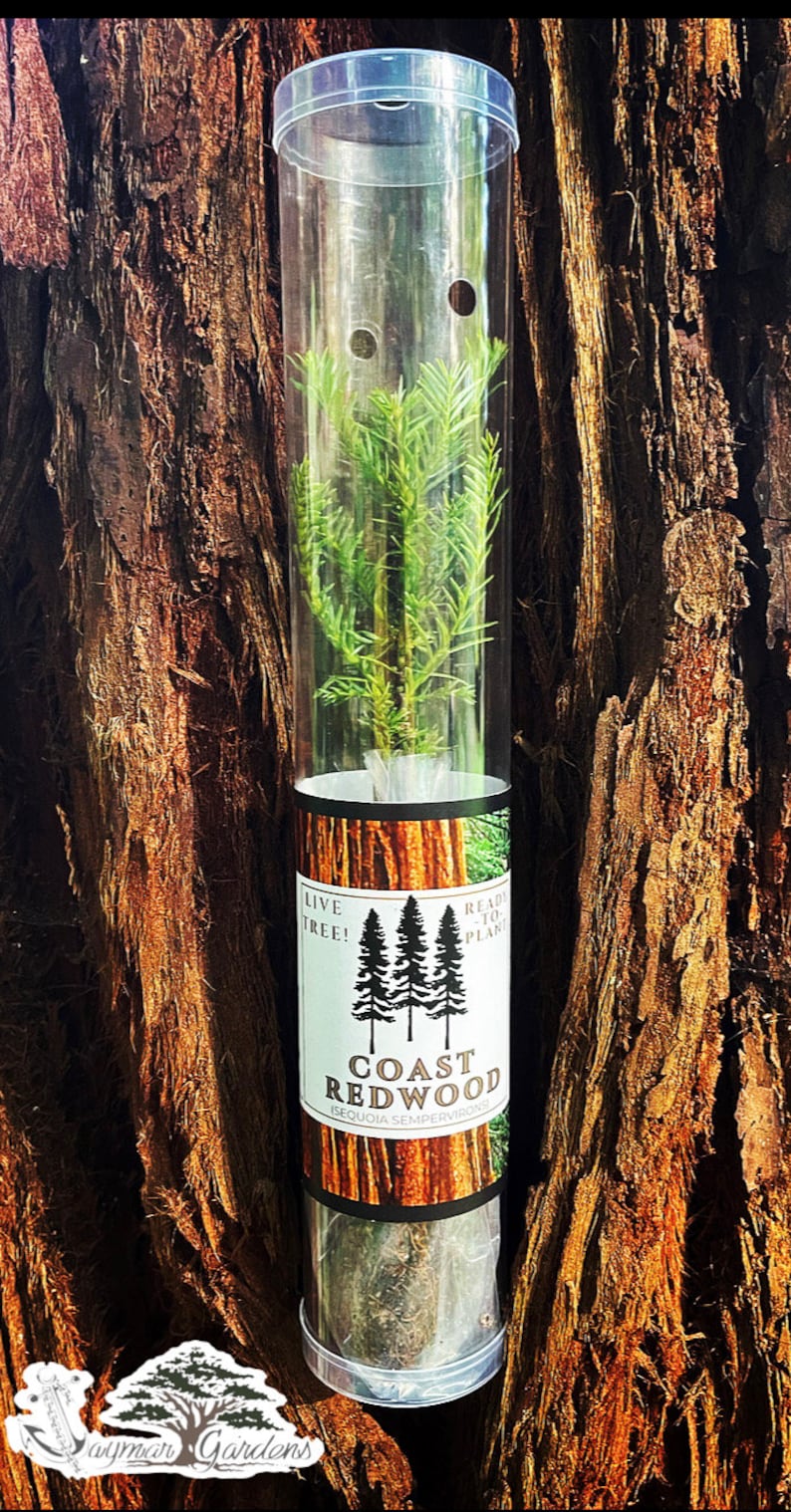 Coast Redwood Tree Seedling - Sequoia Sempervirens in Gift Tube. - Etsy