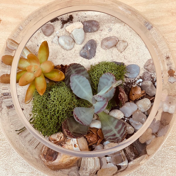 Desert Terrarium - Etsy