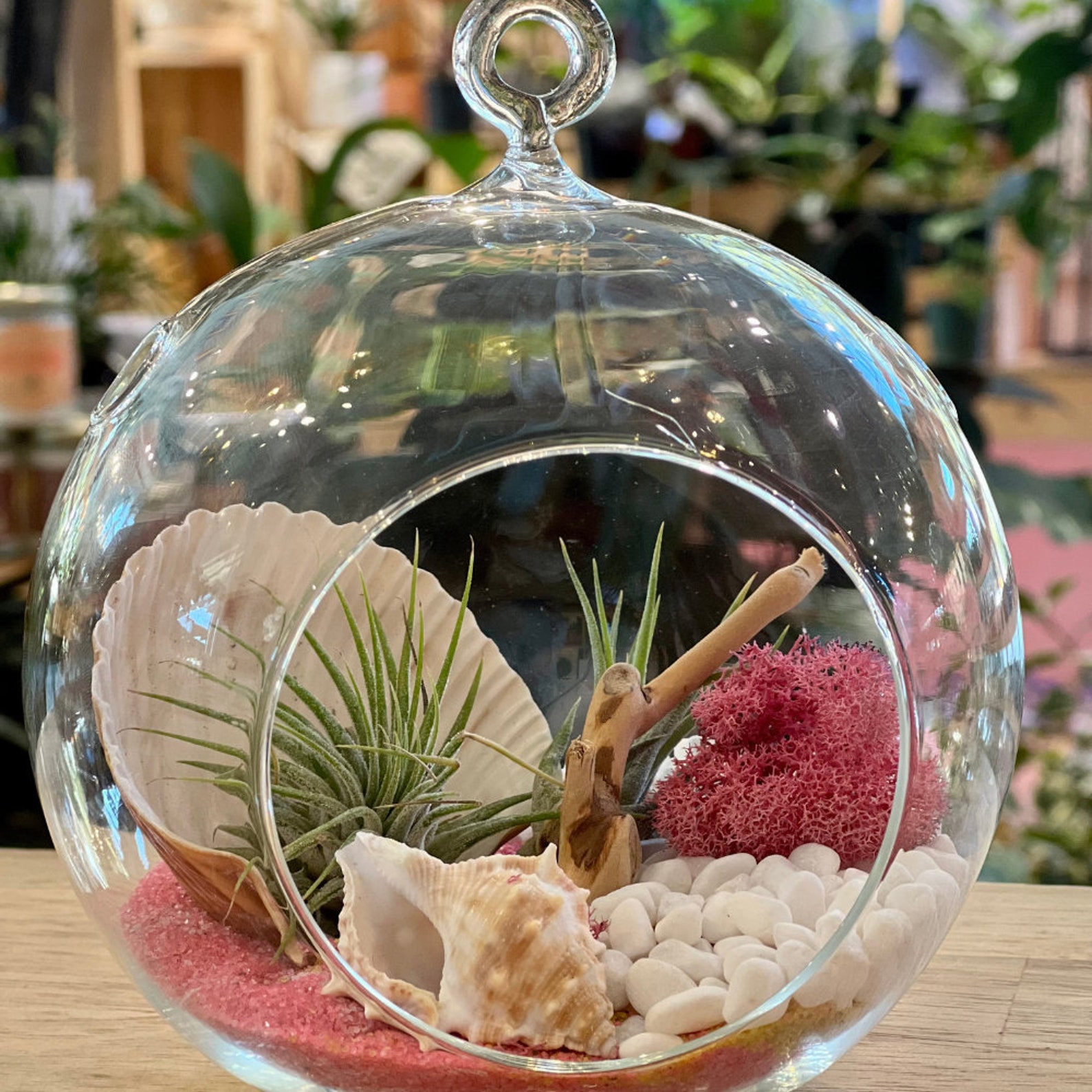 DIY Terrarium Gift Box Air Plant Terrarium Kit - Etsy