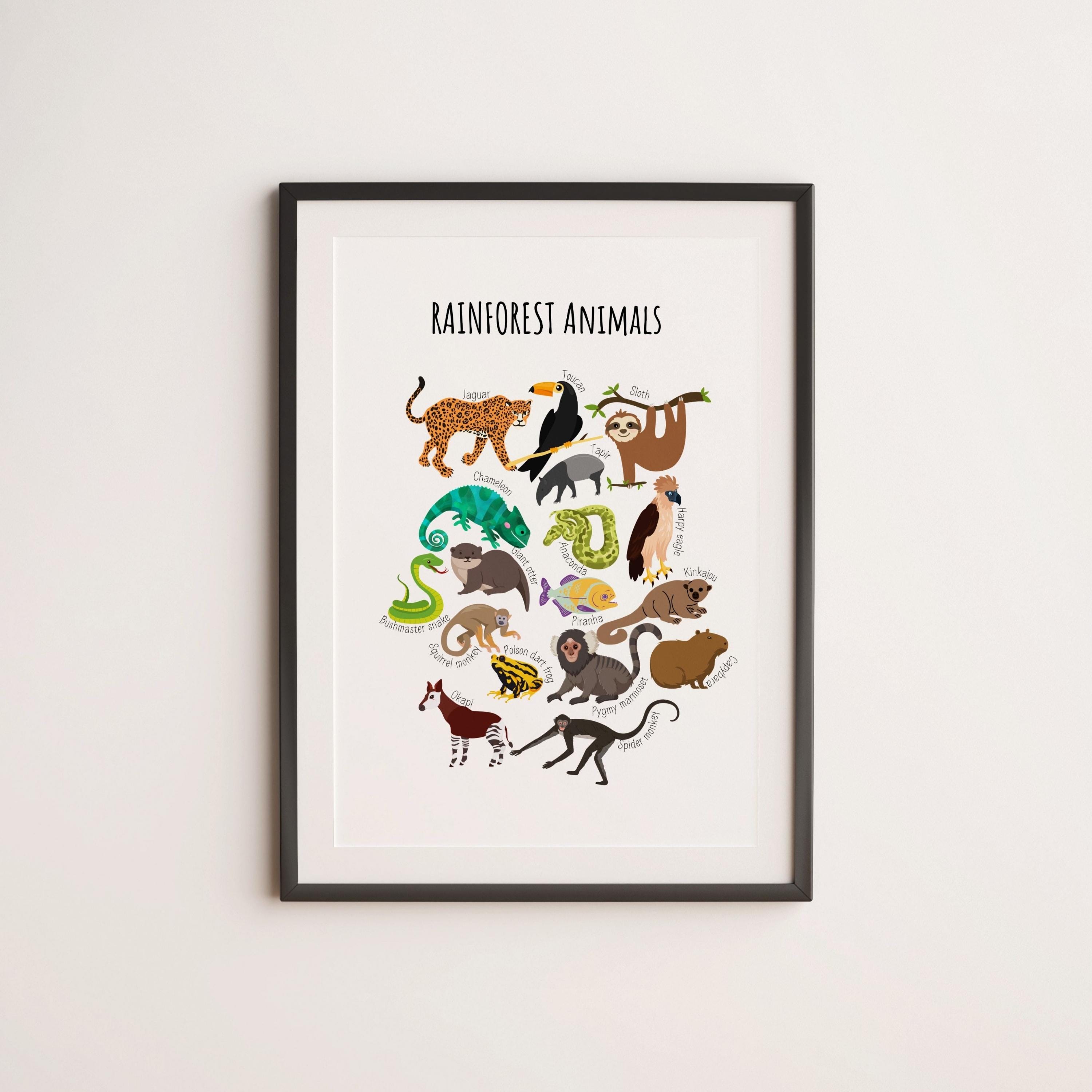 Rainforest Animals Poster Printable Animals Educational Poster ...