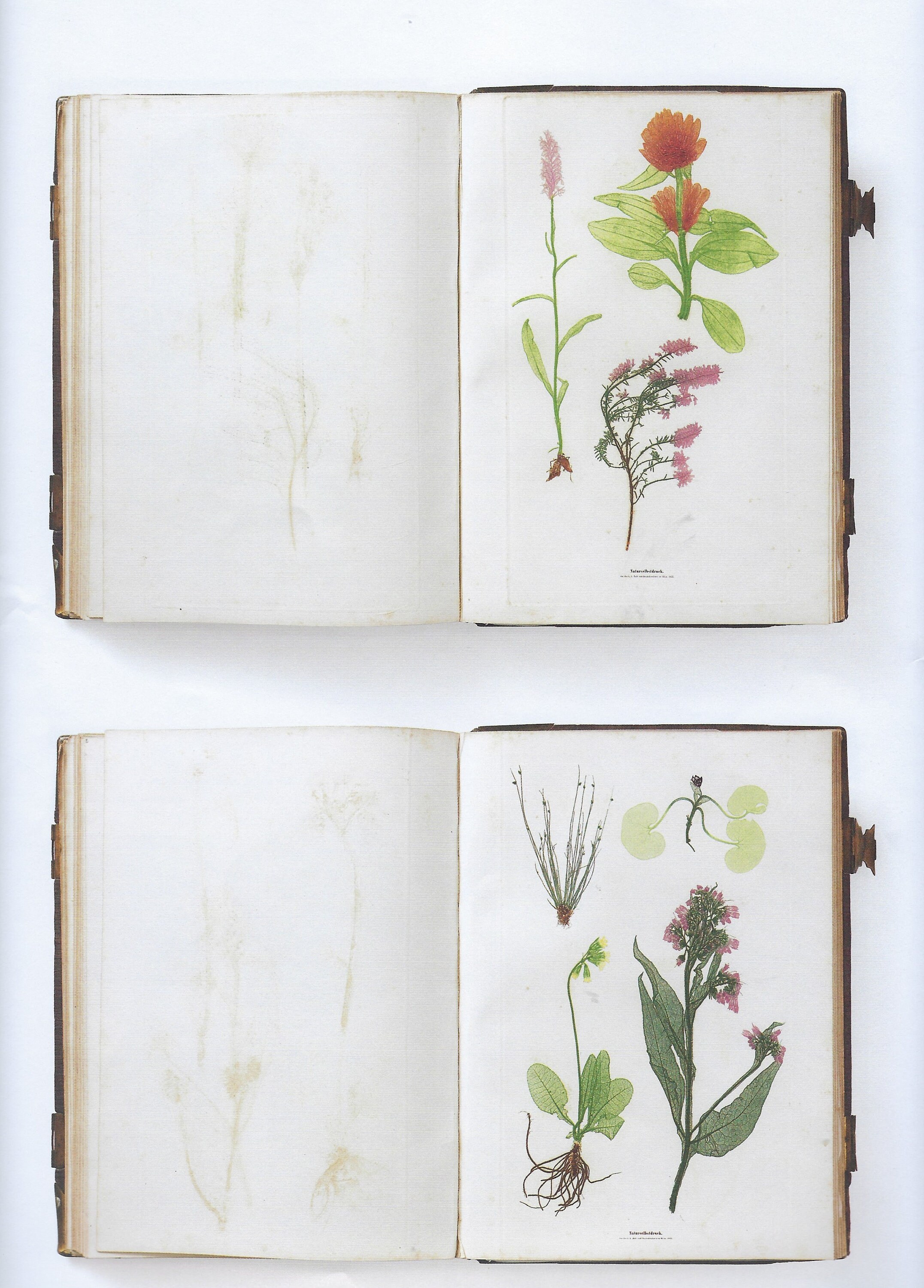 Set of Two, Creating a Natural Image in a Print - Etsy