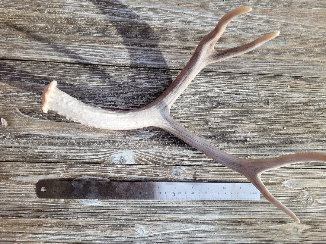 4 Point Antler - Etsy