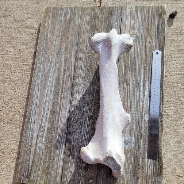 Leg Bone - Etsy